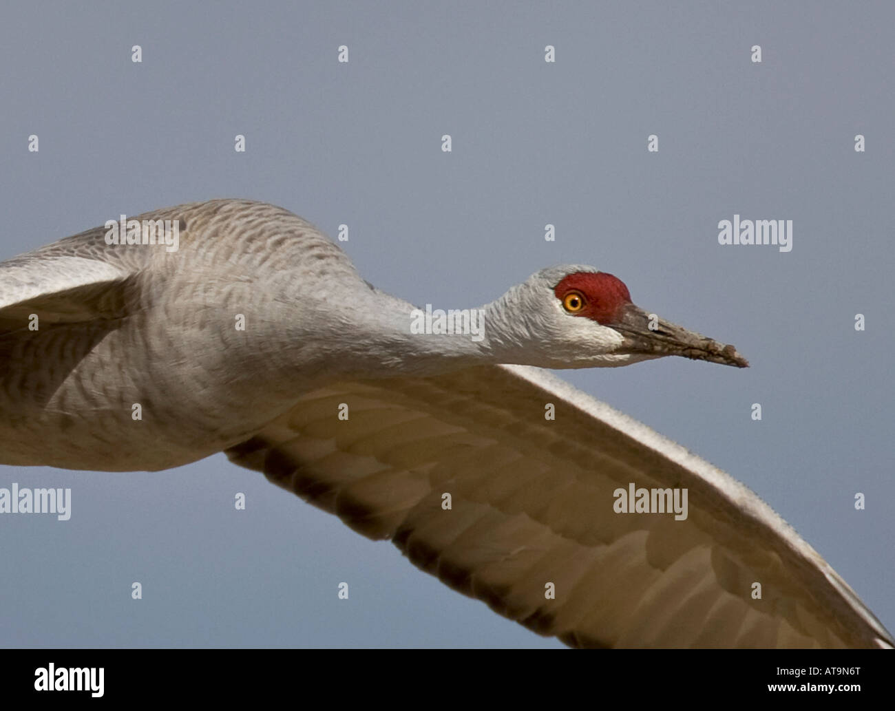 Sandhill Crane in Flight Stock Photo - Alamy