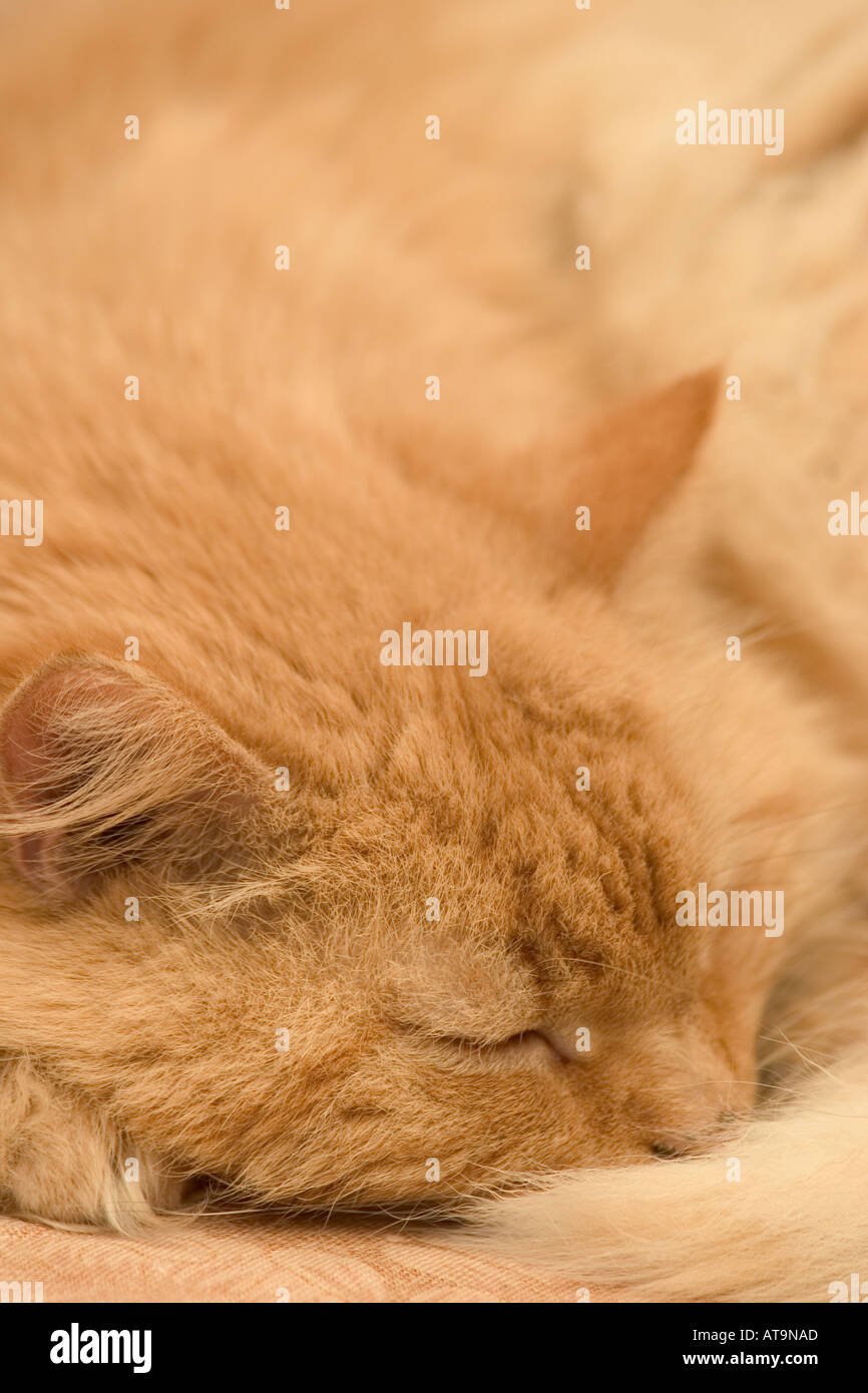 Long haired ginger cat curled up asleep Stock Photo - Alamy