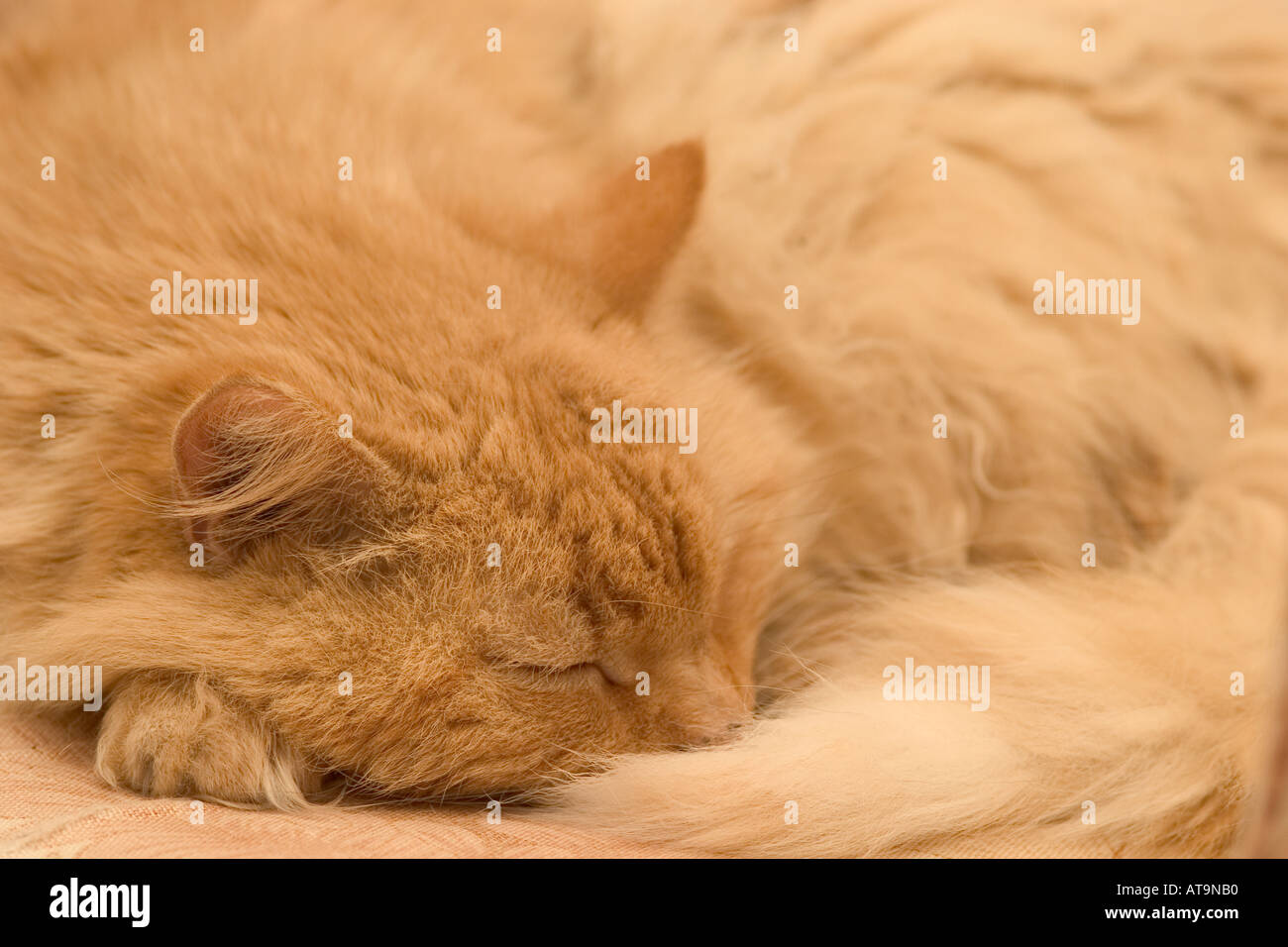 Long haired ginger cat curled up asleep Stock Photo - Alamy
