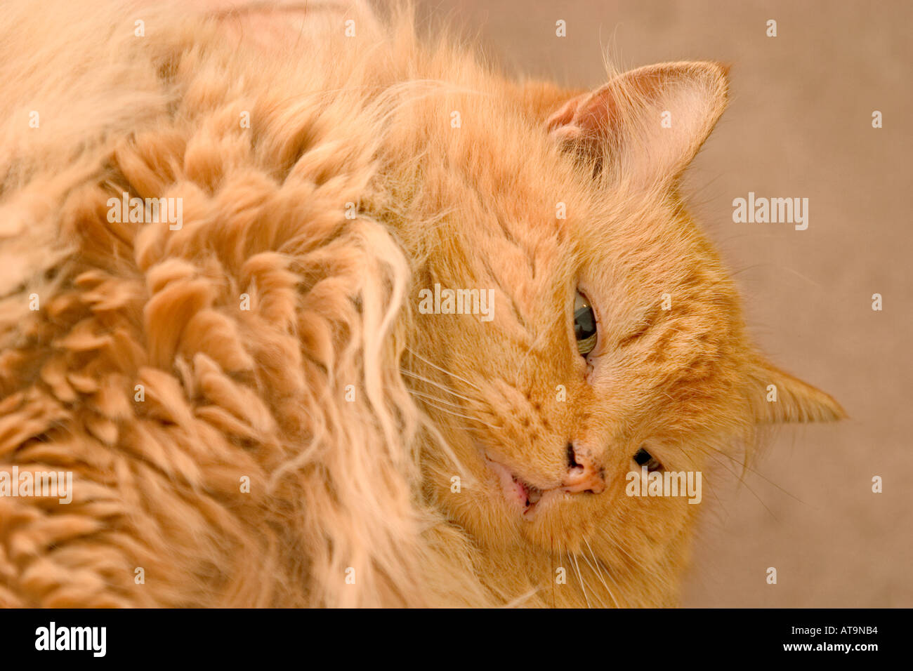Portrait of shaggy long haired ginger cat Stock Photo - Alamy