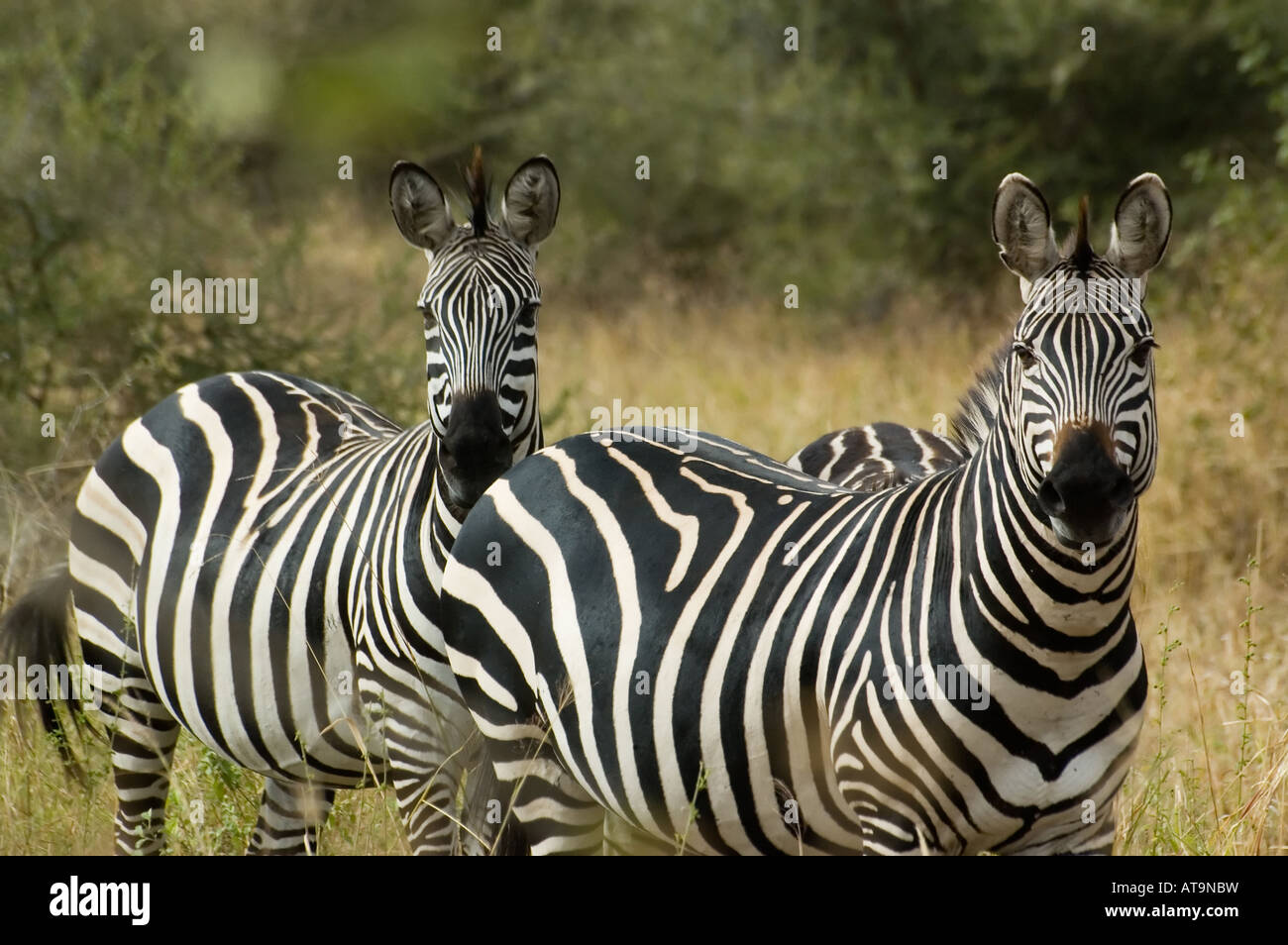 Two striped zebras Stock Photo - Alamy