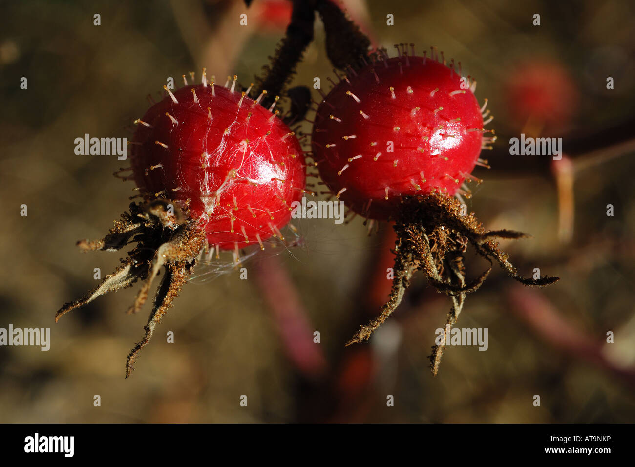 rosa selvatica Rosa sylvatica montagna mountain frutto fruit Cogne ...