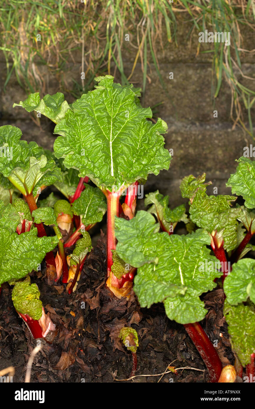 Young Rhubarb Plant