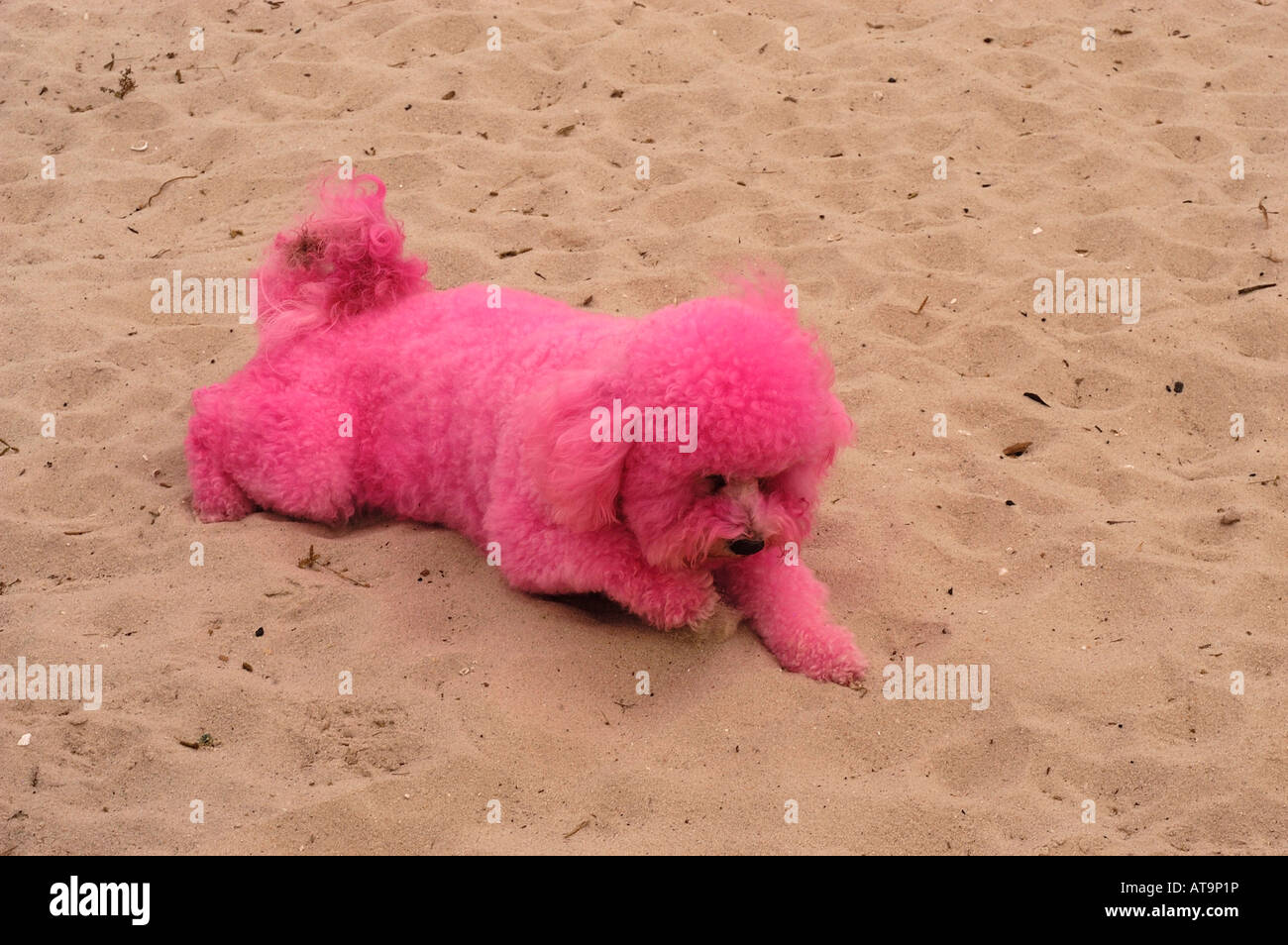 Pink poodle on beach Stock Photo - Alamy