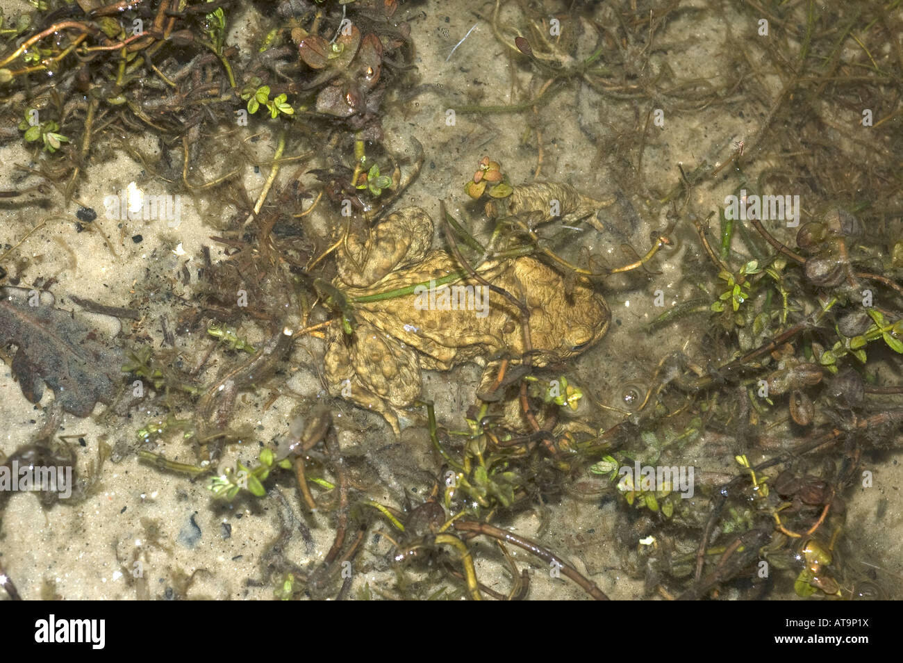 Common Toad sitting underwater Stock Photo - Alamy
