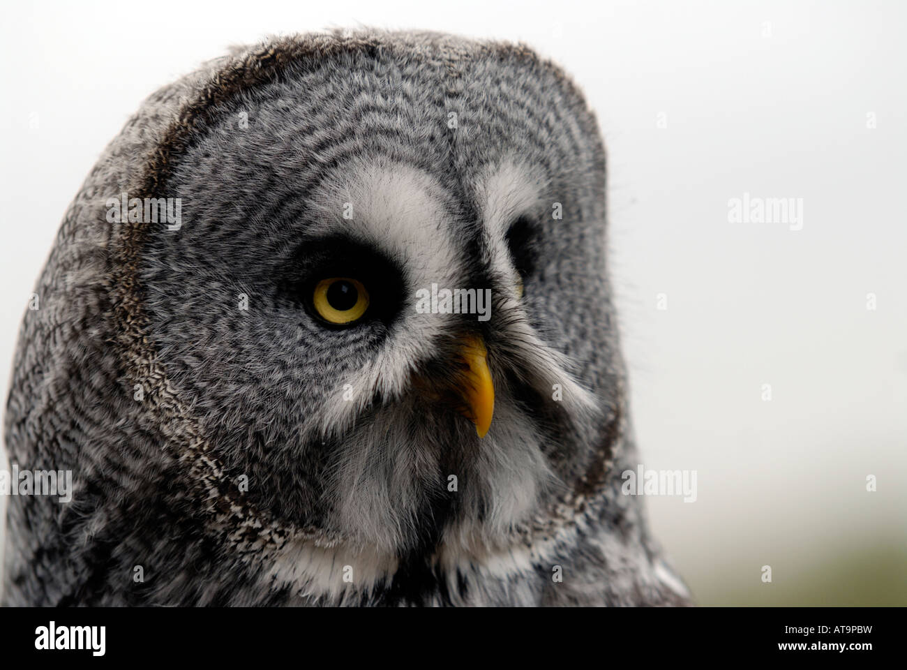 Adult great grey owl hi-res stock photography and images - Alamy