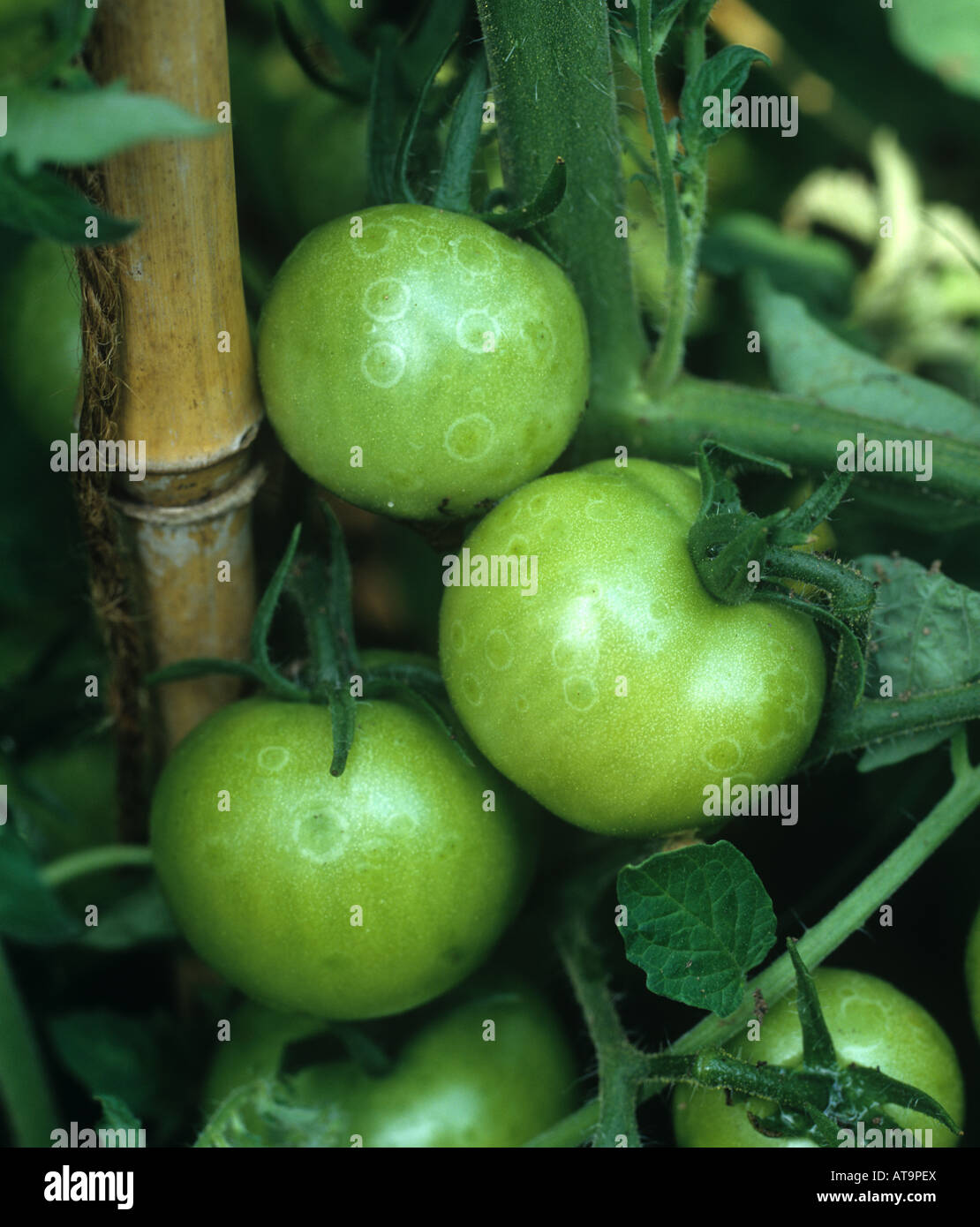 Grey mould greenhouse hi-res stock photography and images - Alamy