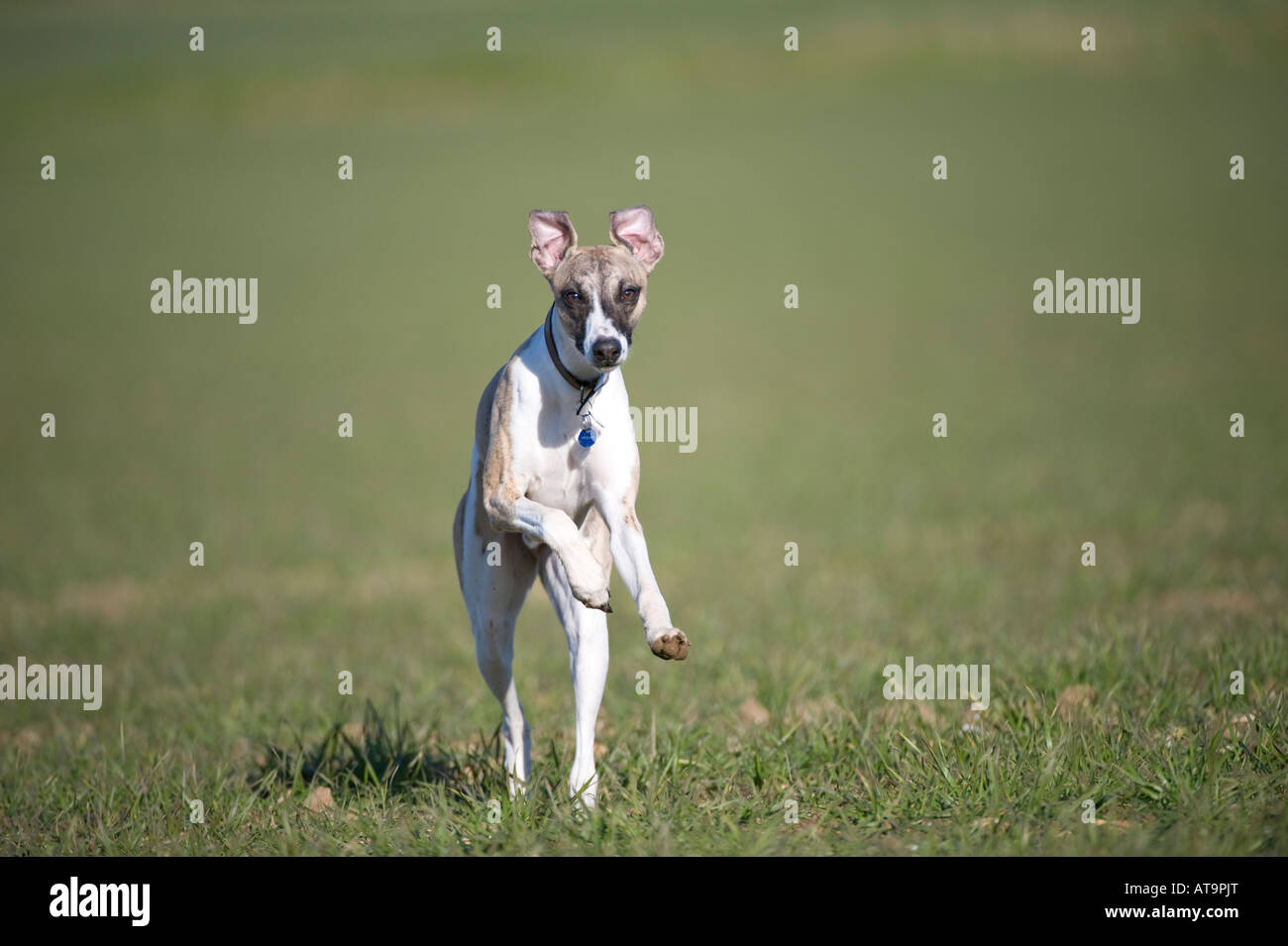 Whippet leaping in field Stock Photo - Alamy