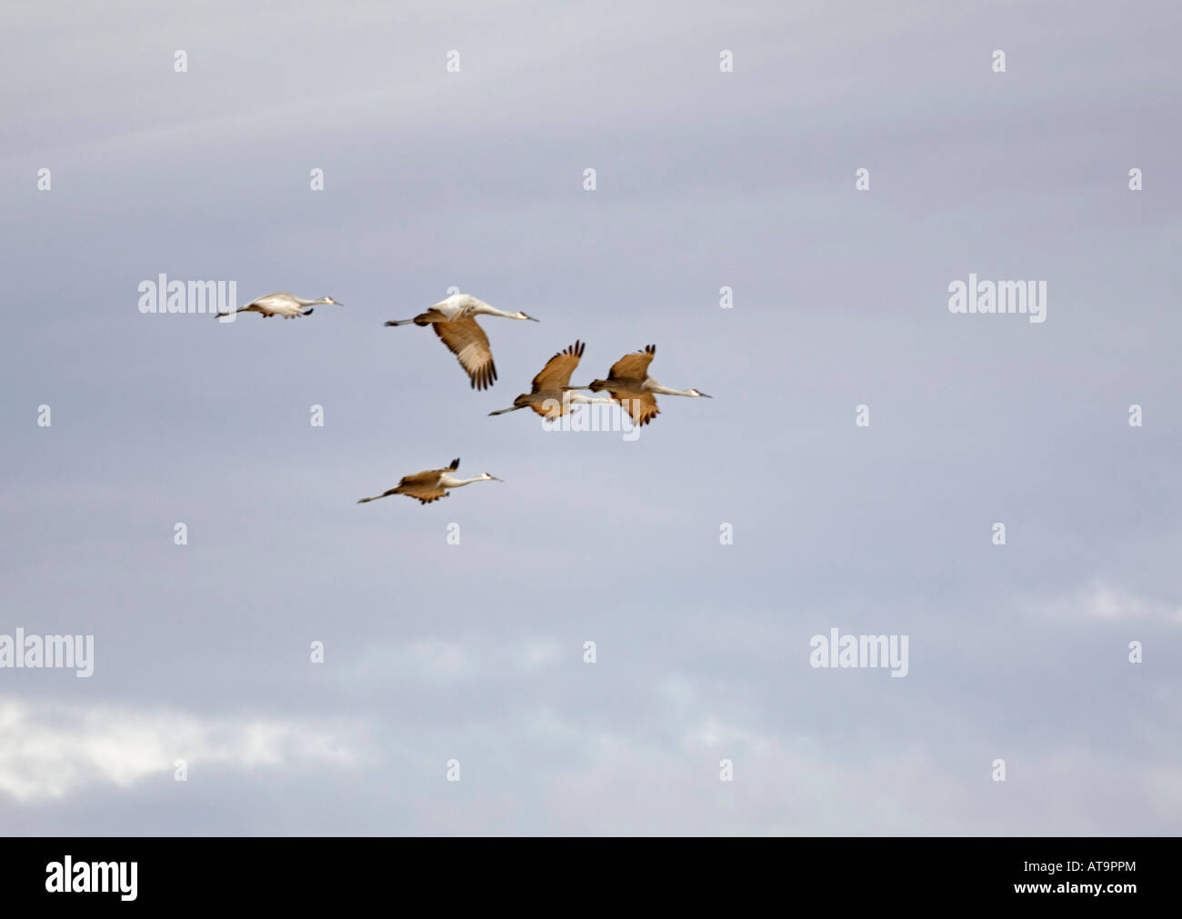 Five Sandhill Cranes Stock Photo - Alamy