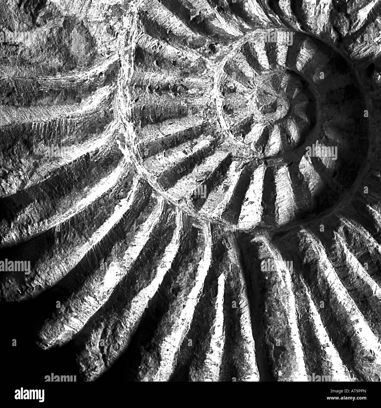 Close up Studio shot of an amonite fossil with black background Stock ...