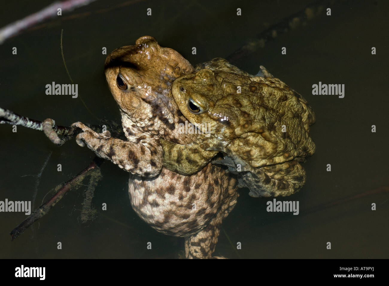 Common Toads mating Stock Photo - Alamy