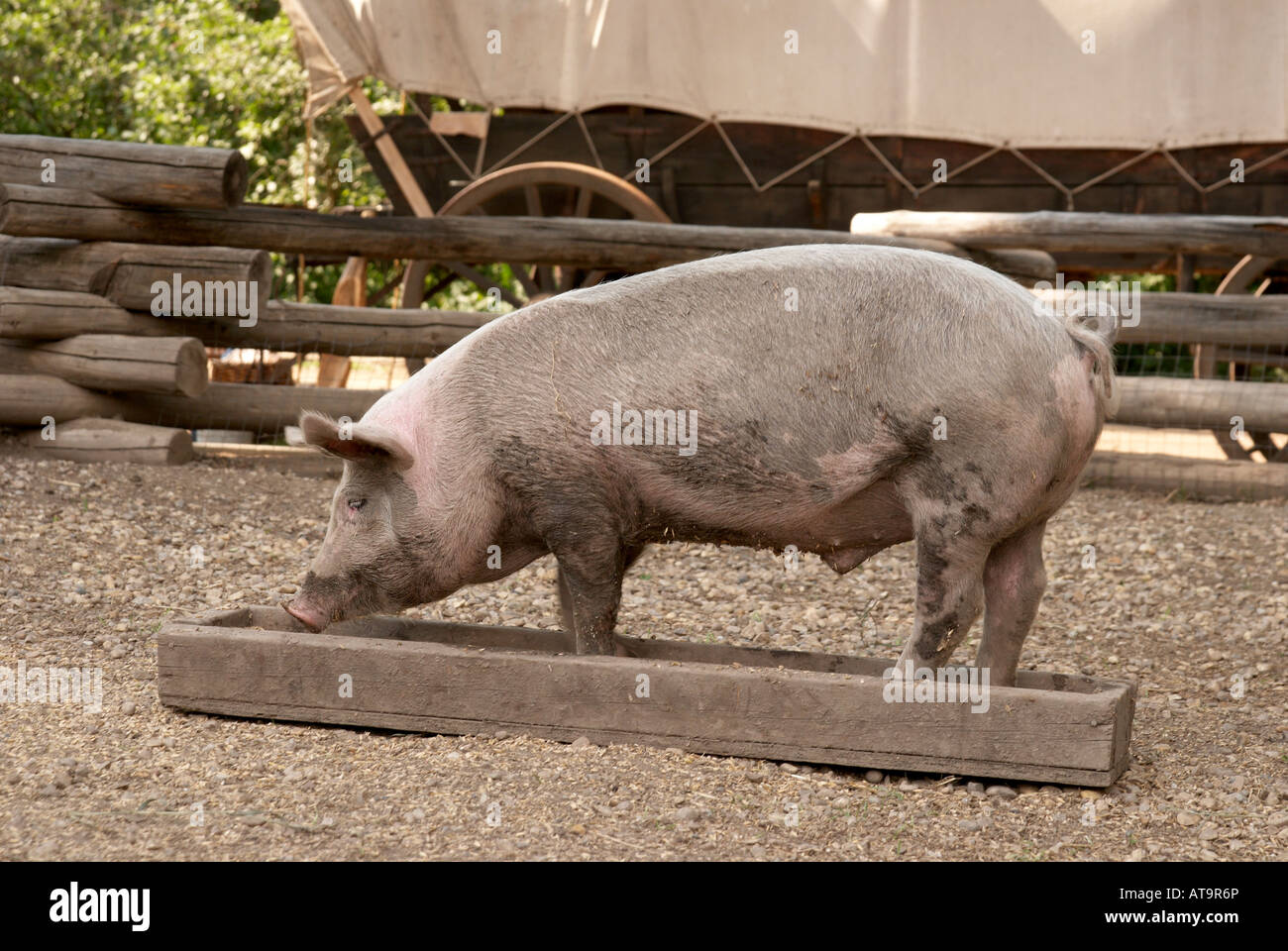 Fort Edmonton Park High Resolution Stock Photography and Images - Alamy