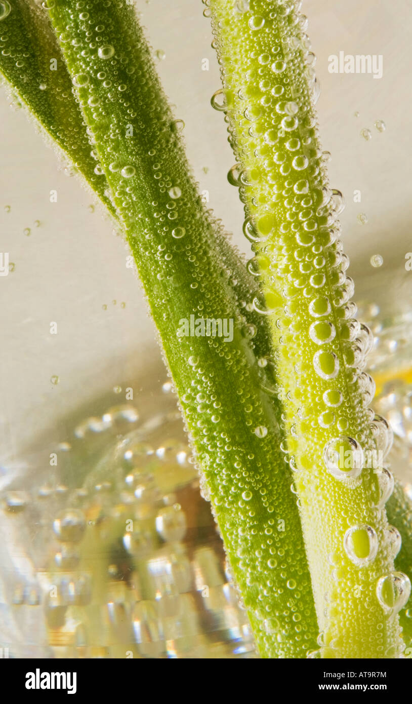 Supporting vertical stem hi-res stock photography and images - Alamy
