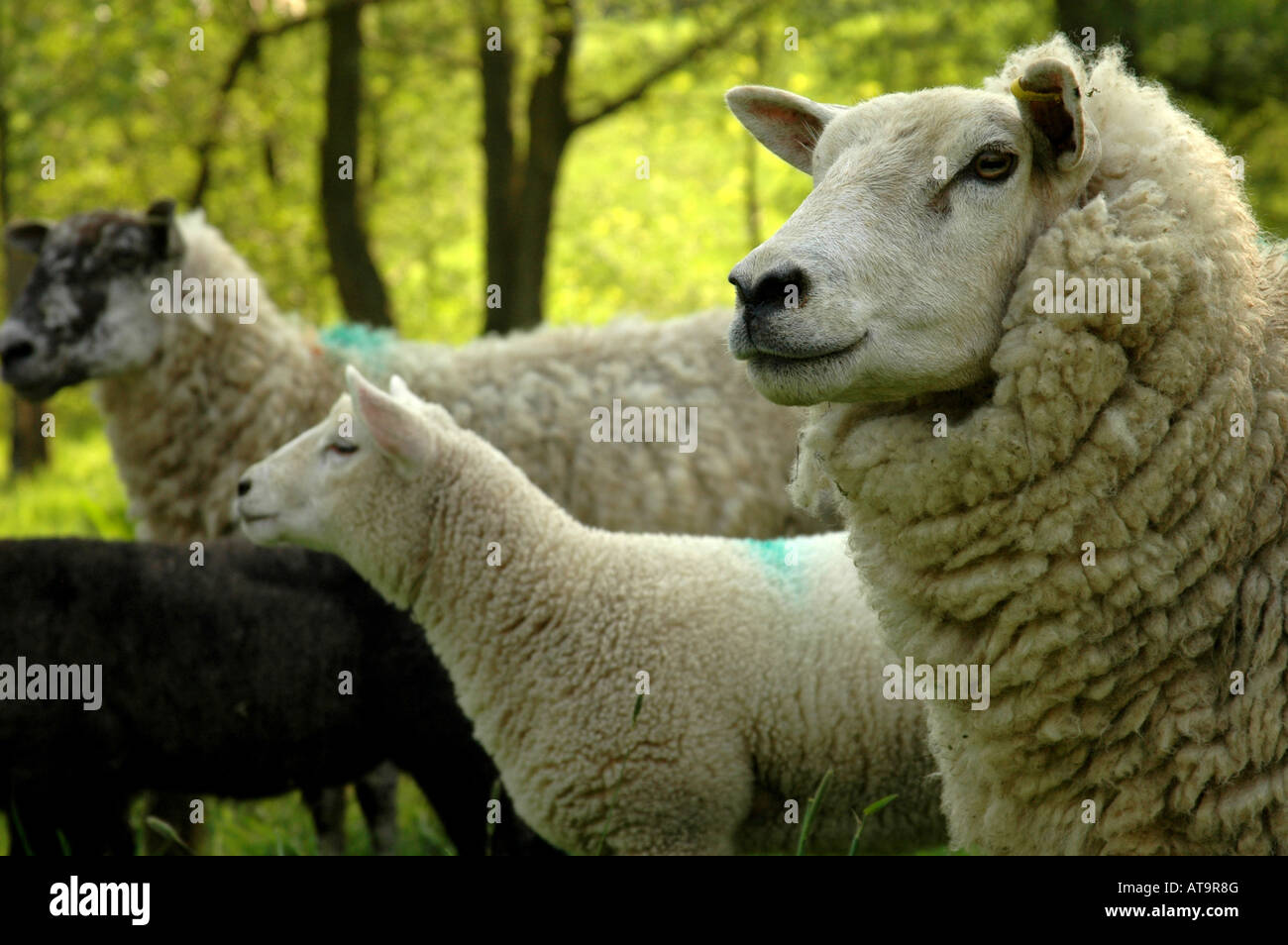 Welsh Hill sheep Stock Photo - Alamy