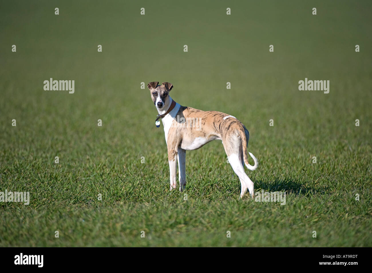 Whippet field hi-res stock photography and images - Alamy