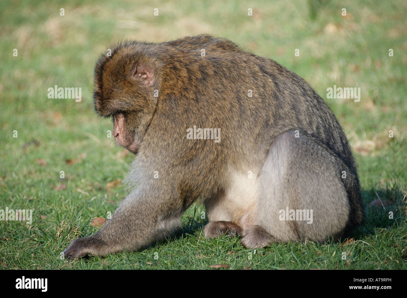 Barbary Macaque Monkey Stock Photo - Alamy