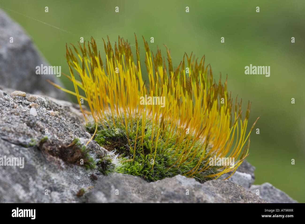 Tortula Muralis Tortula Muralis High Resolution Stock Photography and ...