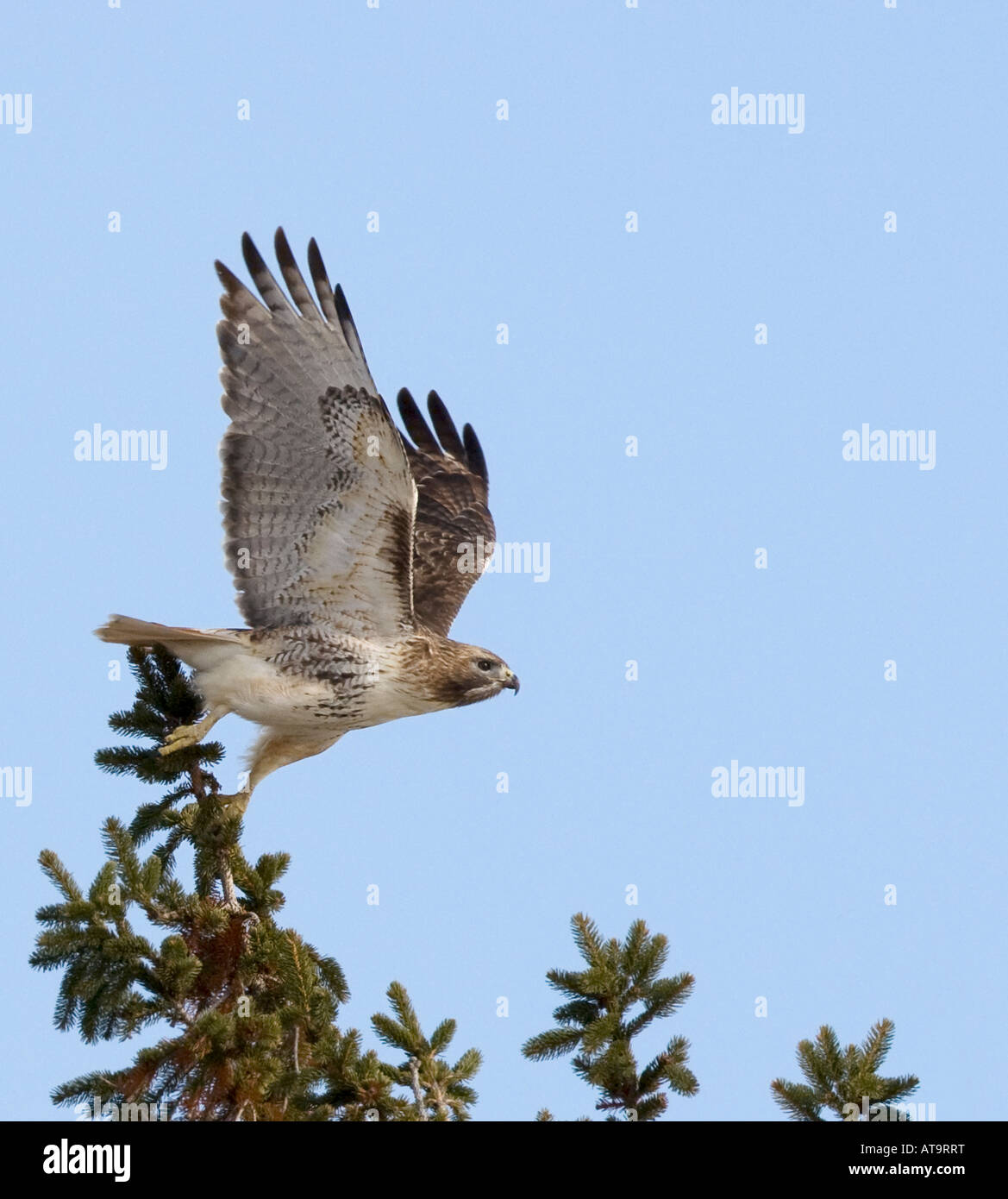 Northern red tailed hawk hi-res stock photography and images - Alamy