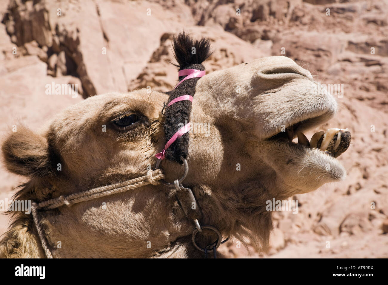 Camel showing teeth hi-res stock photography and images - Alamy