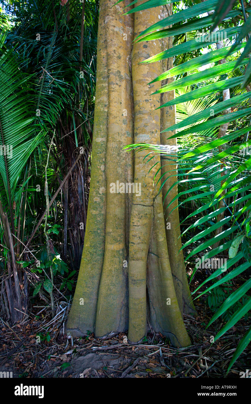 Garlic tree hi-res stock photography and images - Alamy