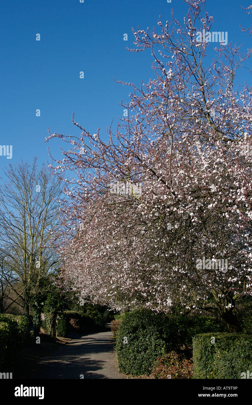 Flowering Winter Cherry Trees in Spring Walk Reigate Surrey Stock Photo ...