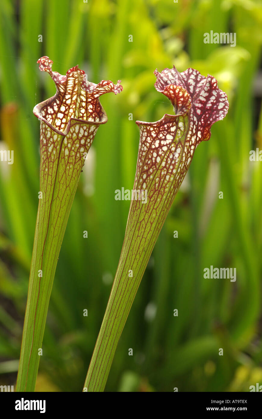 An insectivorous pitcher plant, Sarracenia leucophylla Stock Photo - Alamy