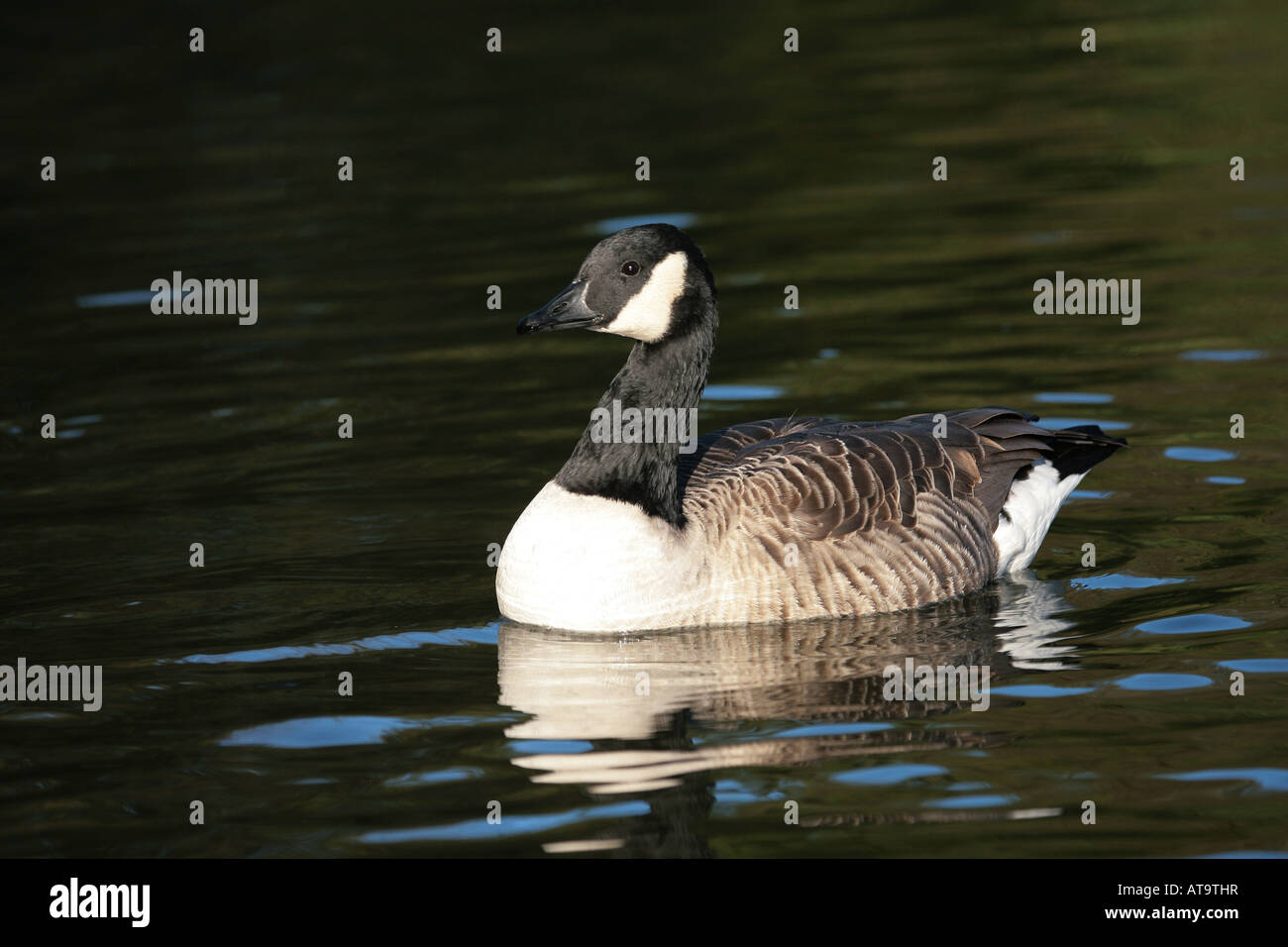 Canada goose Branta canadensis Stock Photo - Alamy