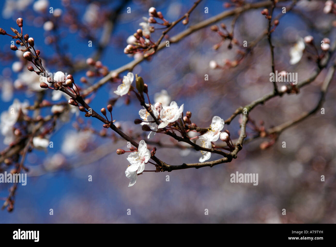 Flowering Winter Cherry Trees in Spring Walk Reigate Surrey Stock Photo ...
