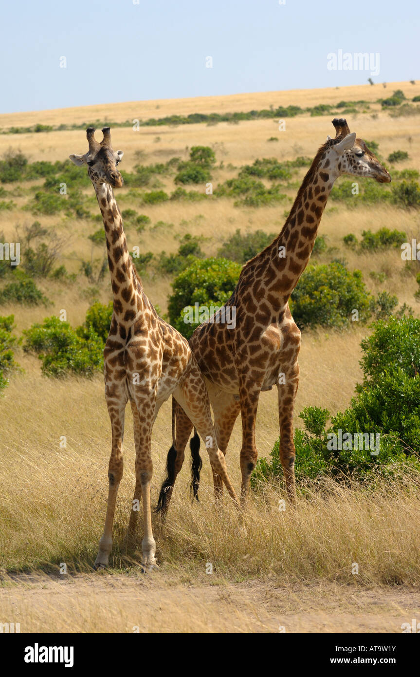 Bull Giraffes Fighting High Resolution Stock Photography and Images - Alamy