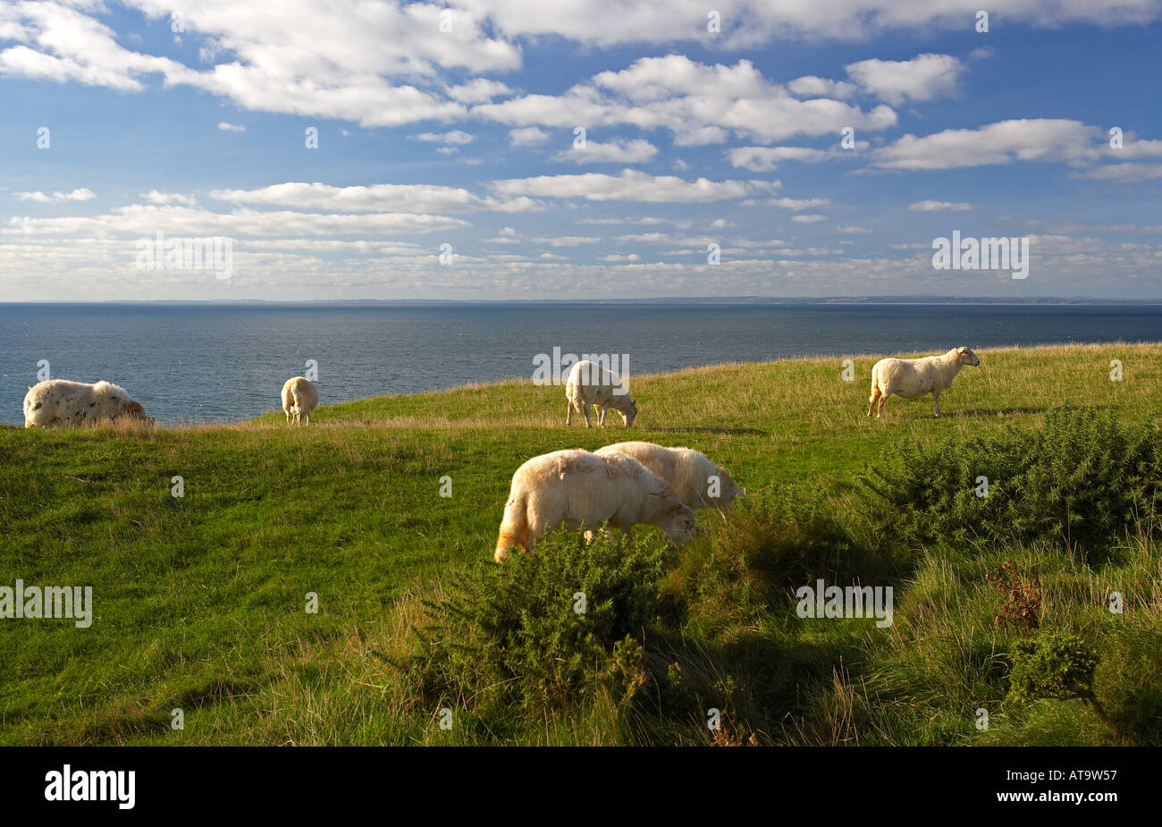 Sheep Grazing on the Cliffs at Rhosilli on the Gower Peninsular, South ...