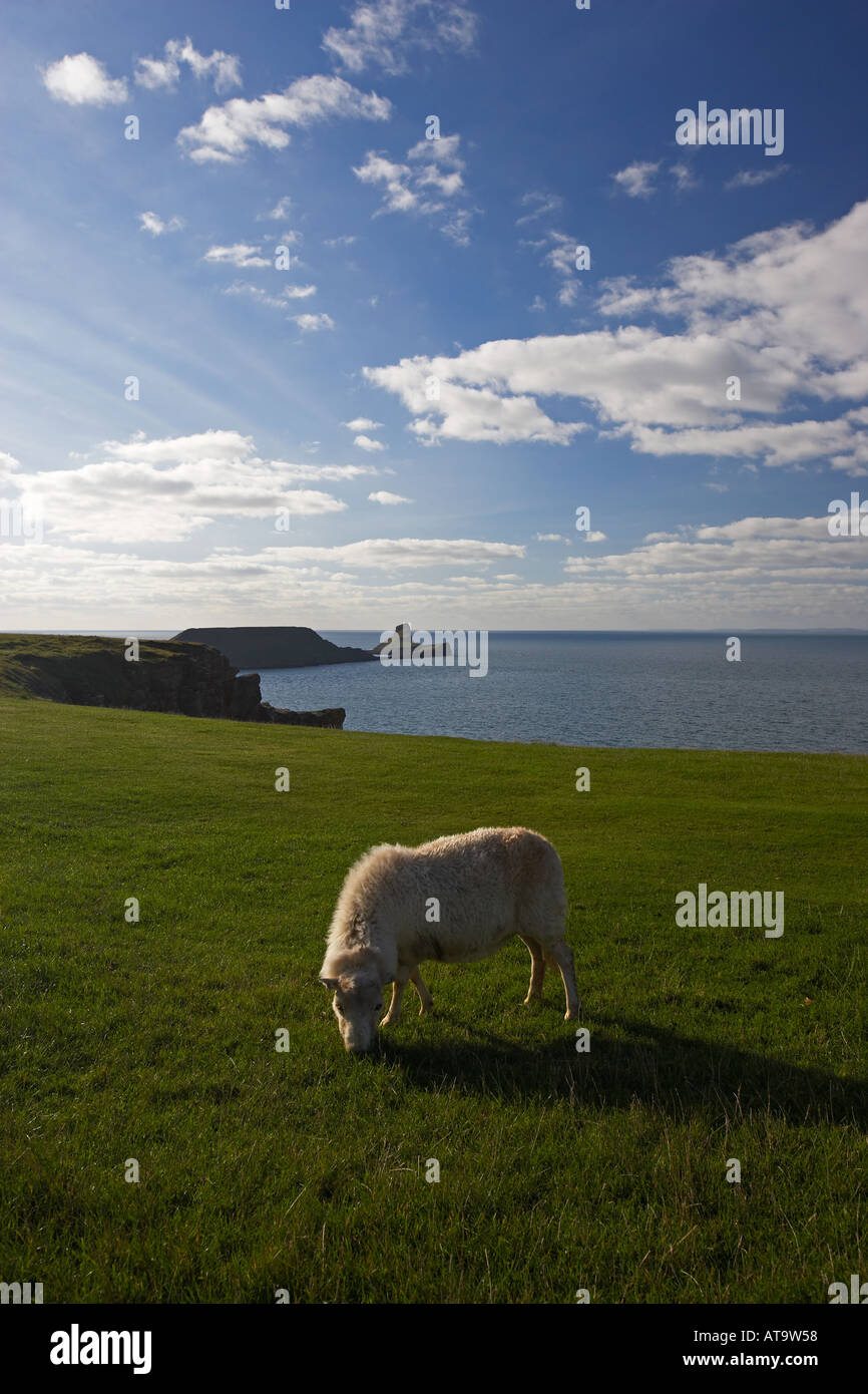 Sheep Grazing on the Cliffs of Rhossili with the Worms Head in the ...