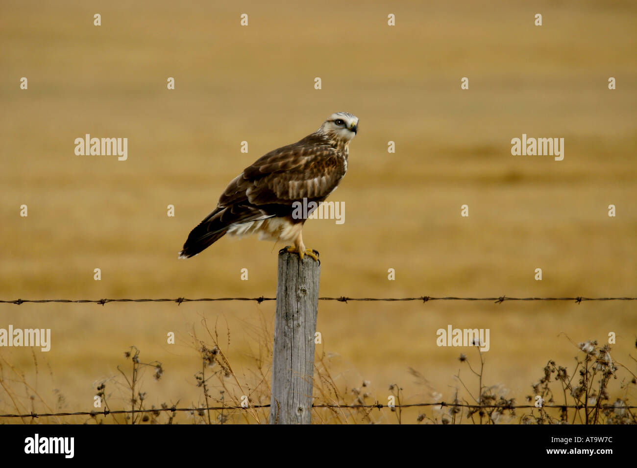 HAWK Birds of North America Red tailed hawk buteo jamaicensis Stock ...