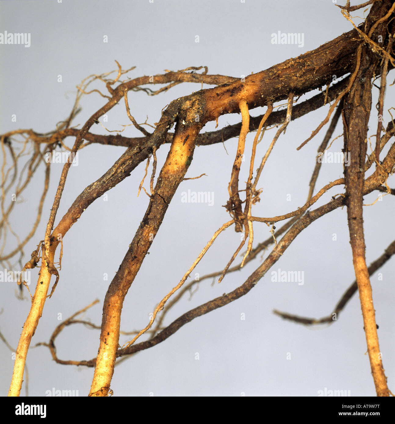 Corky root rot Pyrenochaeta lycopersici damage to an infected tomato ...