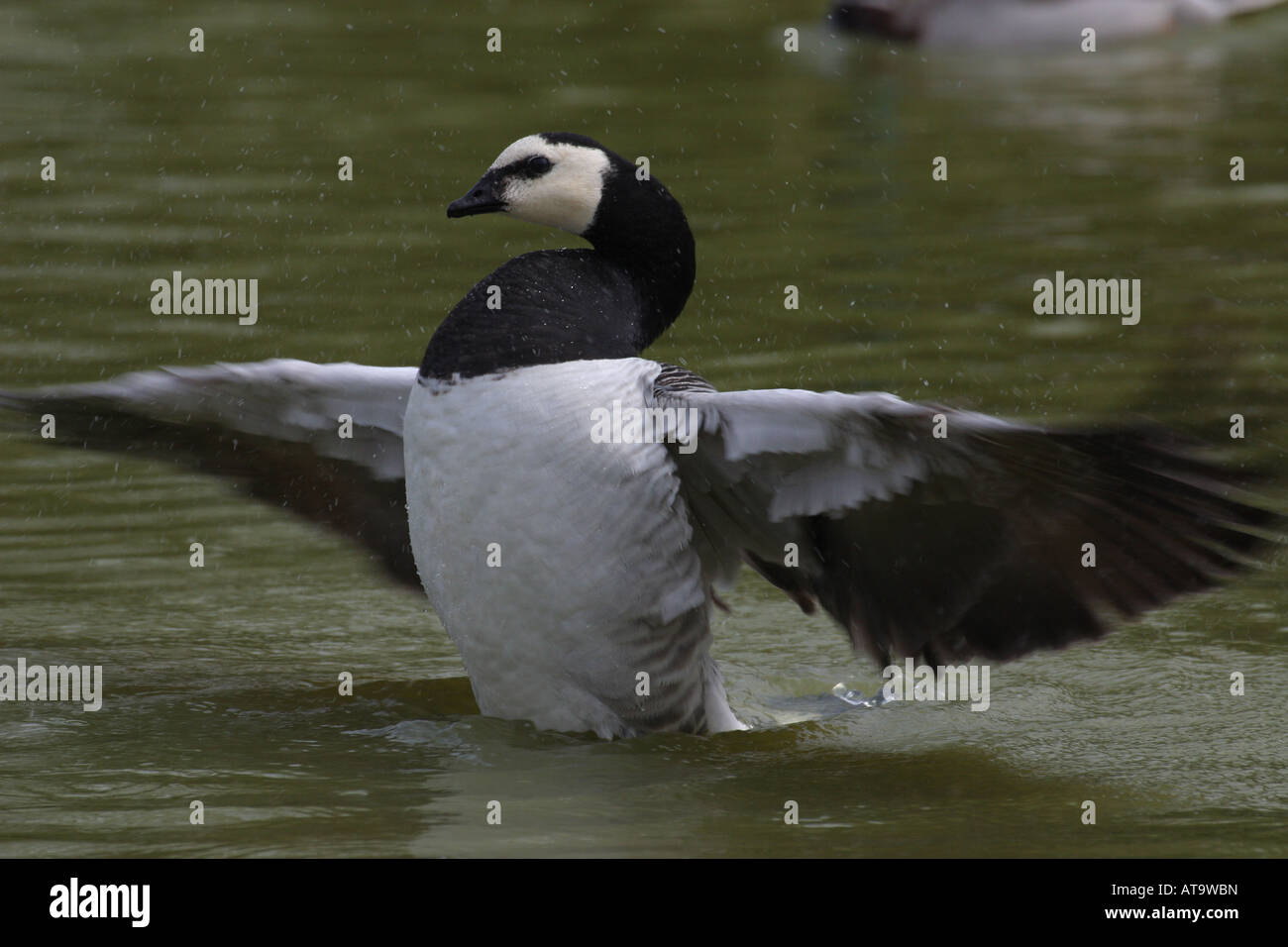 Barnacle goose Branta leucopsis stretching its wings Stock Photo - Alamy