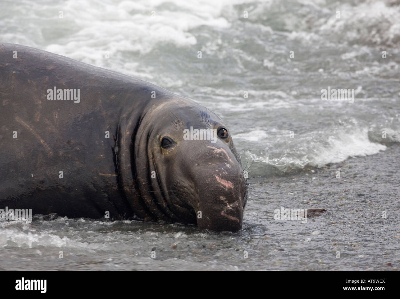 Elephant Seal Bull Sheepish Expression Stock Photo - Alamy