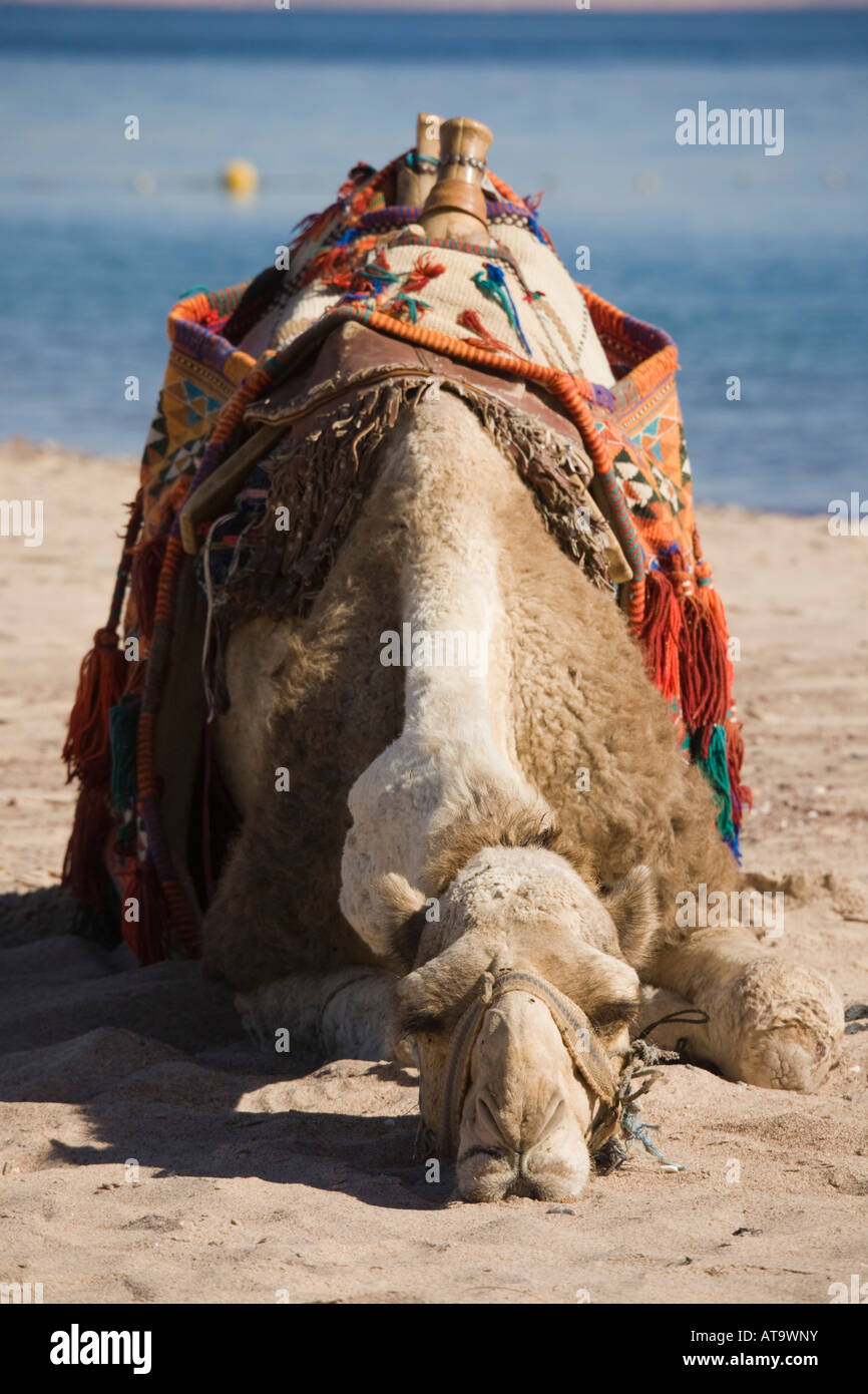 Camel sleeping hi-res stock photography and images - Alamy