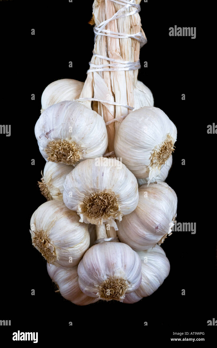 Garlic Bulbs in a Plait or Braid Against a Black Background Stock Photo ...