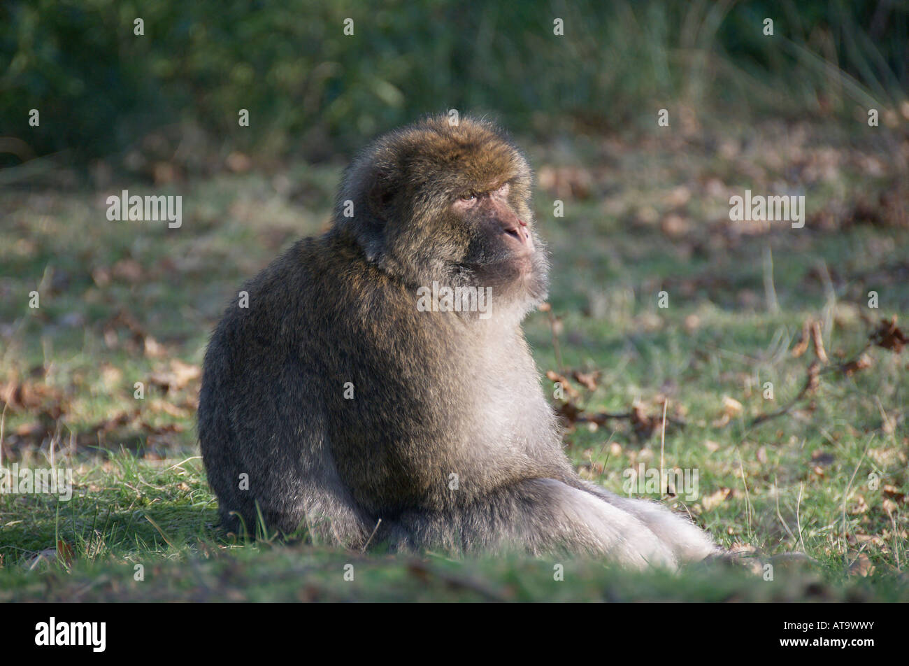 Barbary Macaque Monkey Stock Photo - Alamy