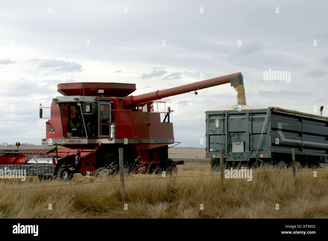 AGRICULTURE Wheat field in Prairies of Alberta, Canada, North America ...