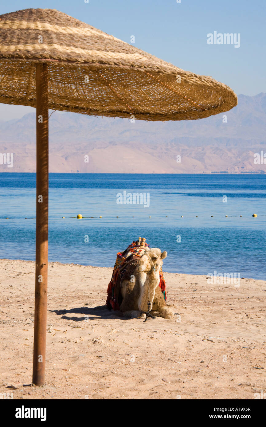 Taba Heights Gulf of Aqaba Sinai Peninsula Egypt Camel lying on sandy ...