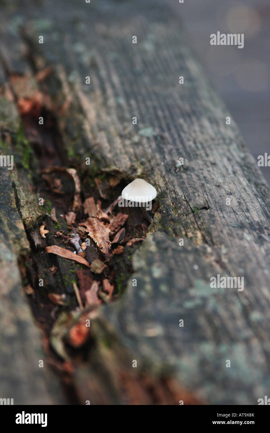 Toad stool hi-res stock photography and images - Alamy