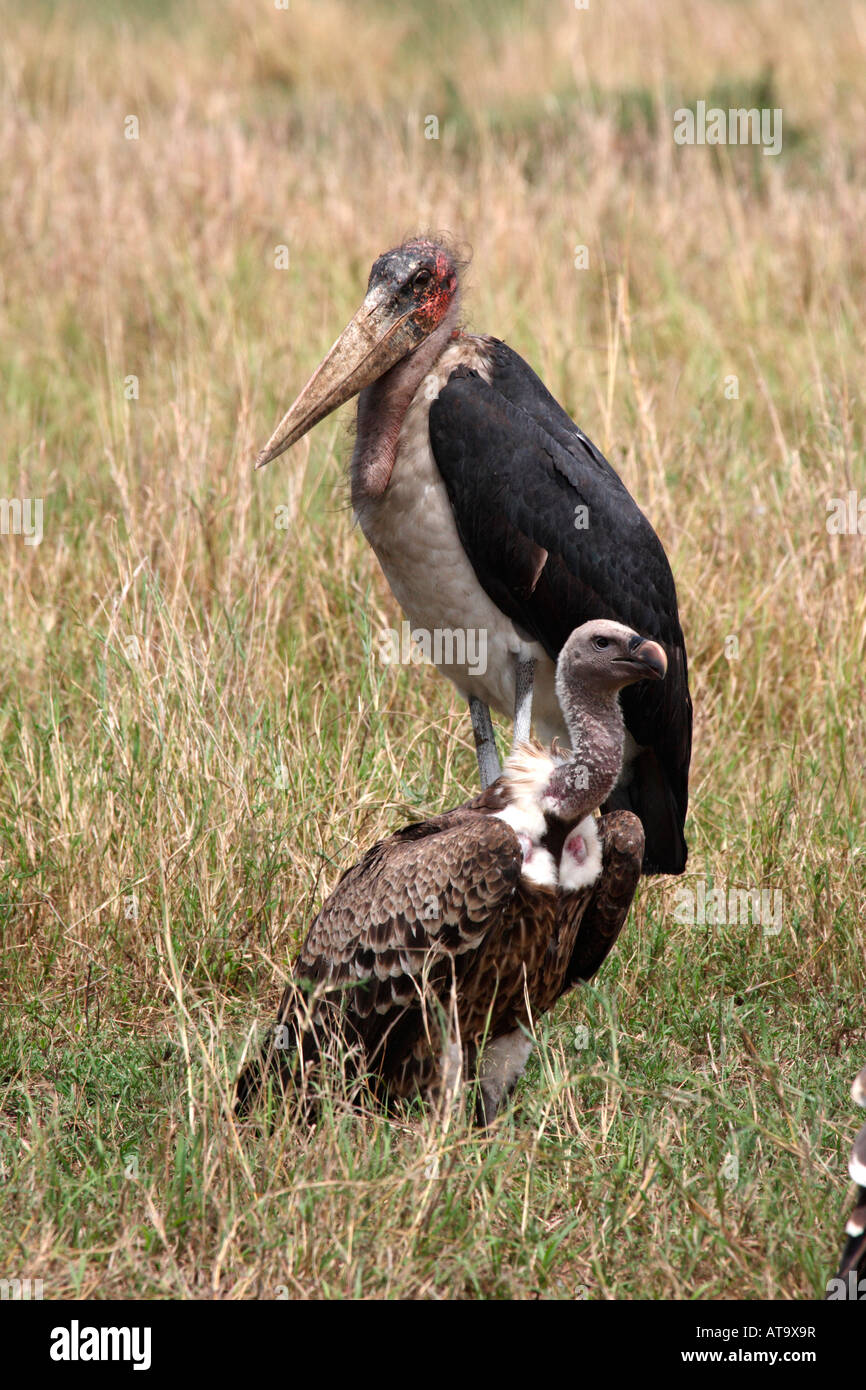 Malibu Stork & Vulture In Long Grass Masai Mara Kenya Stock Photo - Alamy