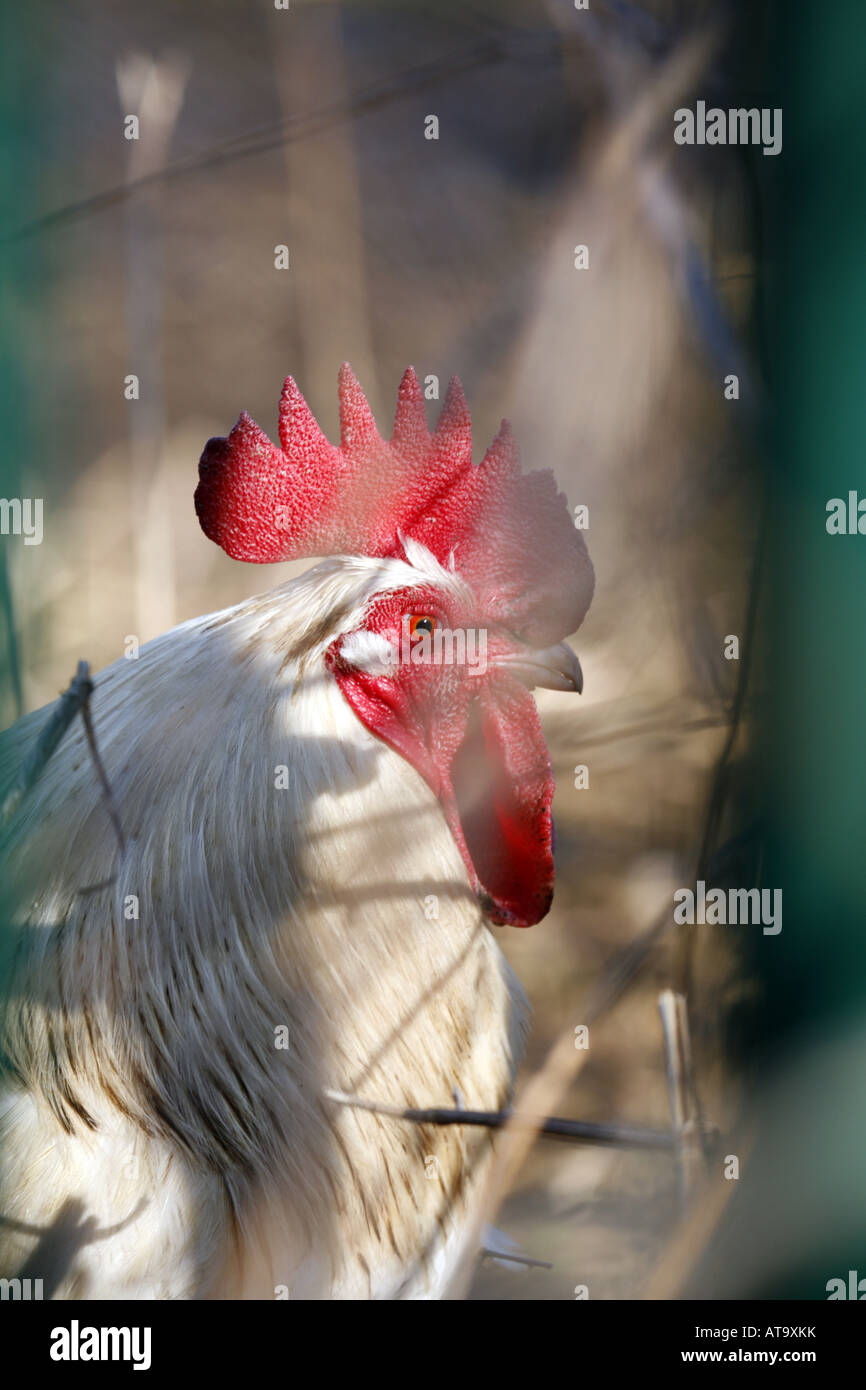 Male chicken hi-res stock photography and images - Alamy