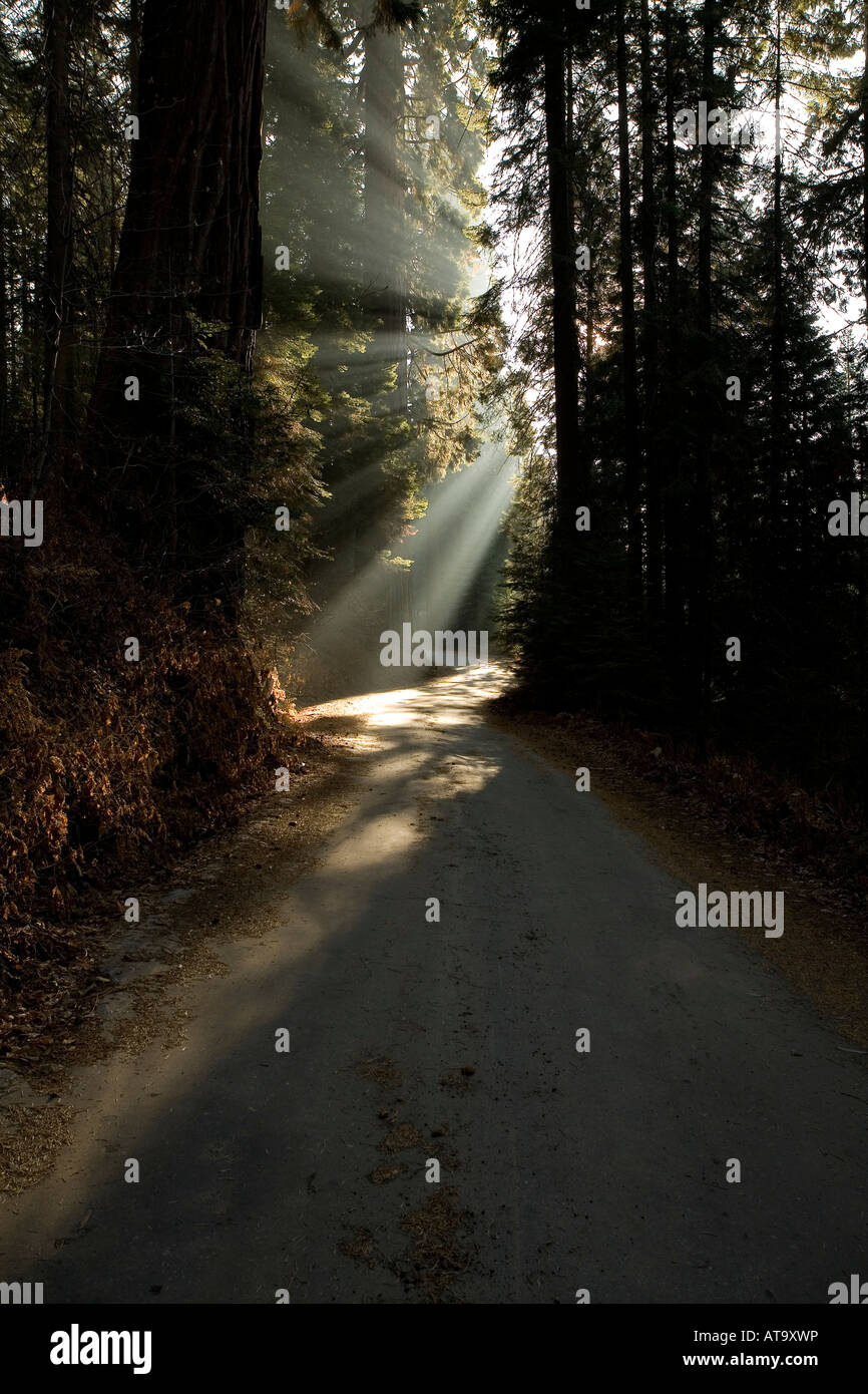Sun Rays on road at Balch Park County Park Stock Photo - Alamy