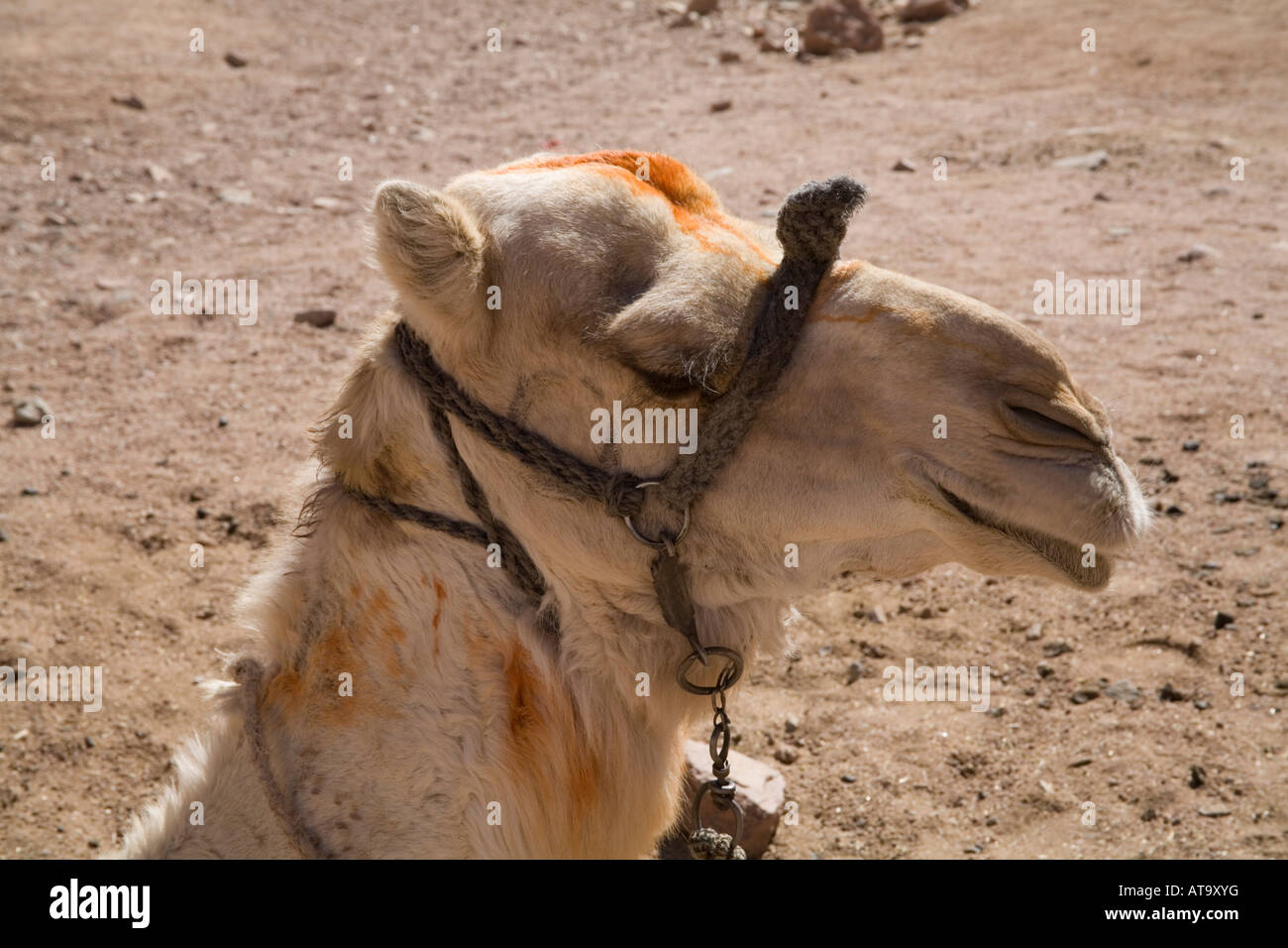Sinai Egypt North Africa February Close up of a camel's head Stock ...