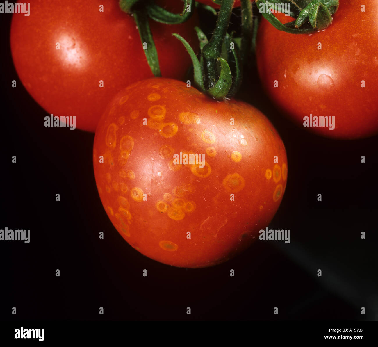 Ghost spot Botrytis cinerea spotting on ripe red tomatoes Stock Photo ...