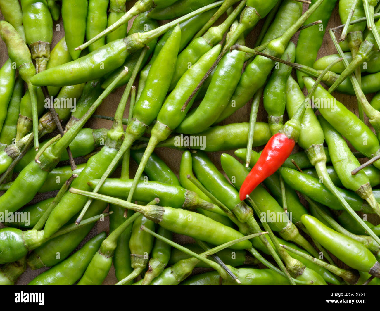 Chili pepper (Capsicum Stock Photo - Alamy