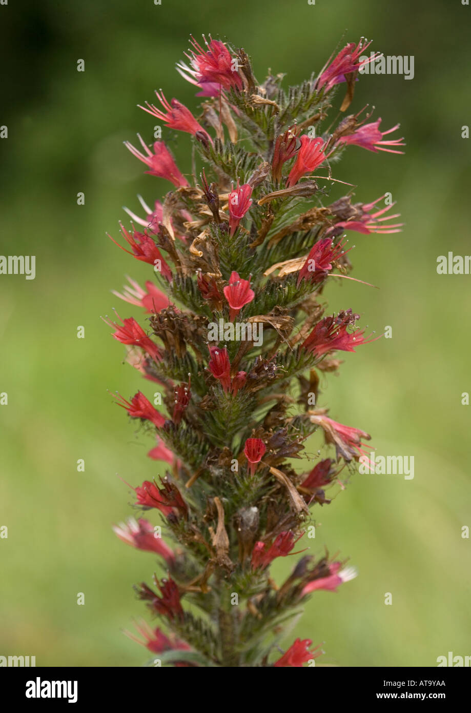 Red vipers bugloss echium russicum hi-res stock photography and images ...