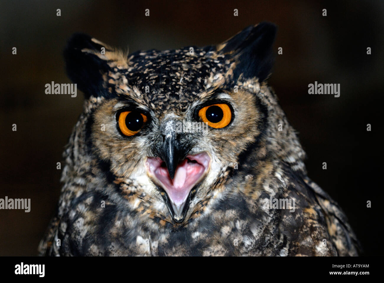 Eagle Owl (Bubo Bubo Stock Photo - Alamy