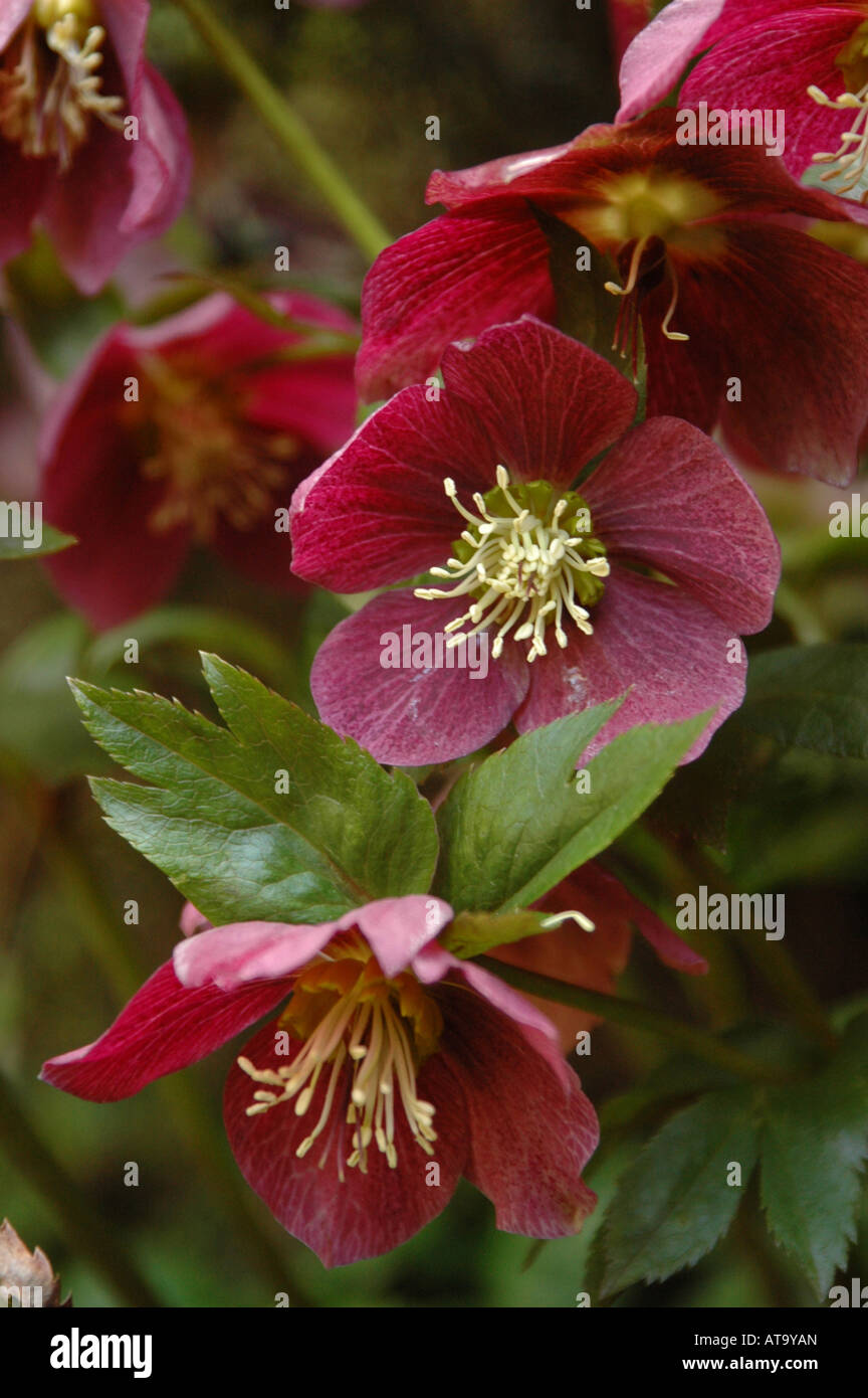 Very dark hellebore flower hi-res stock photography and images - Alamy